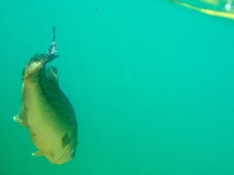 The Best Colors for Bass Fishing - Kraken Bass