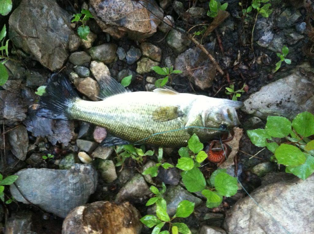 Utah Lake Bass Fishing - Kraken Bass