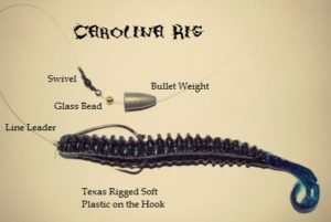 Best Carolina Rig Baits - Kraken Bass