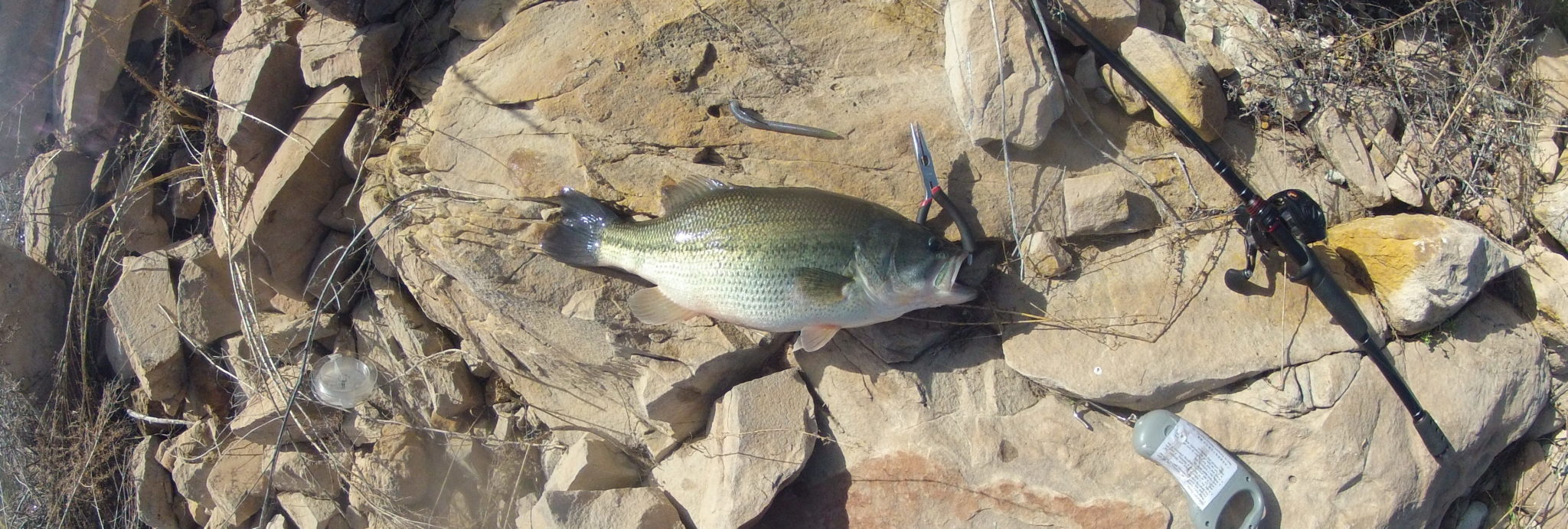 Fishing Recapture Reservoir - Bass Toads and Pike! - Kraken Bass