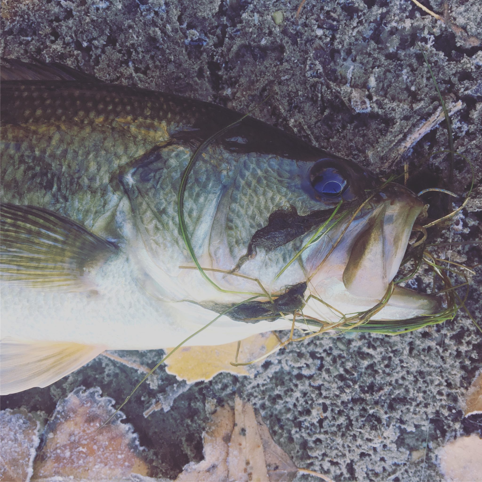 Knowing What to Use Bass Fishing - Part 1: Seasonal Bass Behavior ...