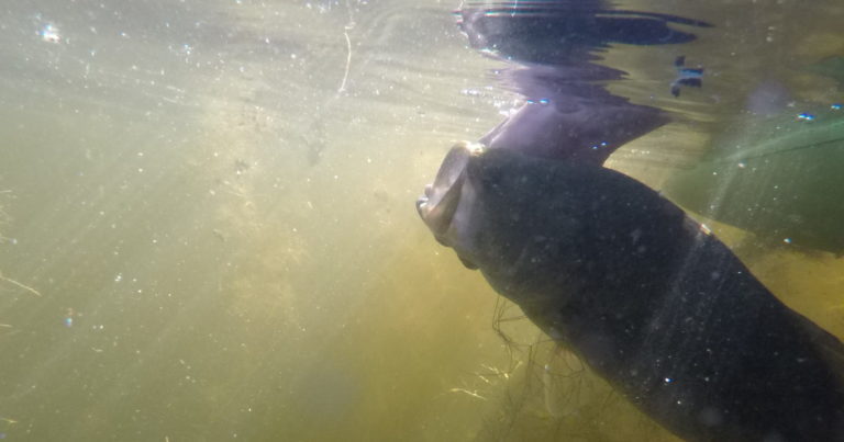 Bass Fishing Lure Color Selection Chart - What color to use bass ...