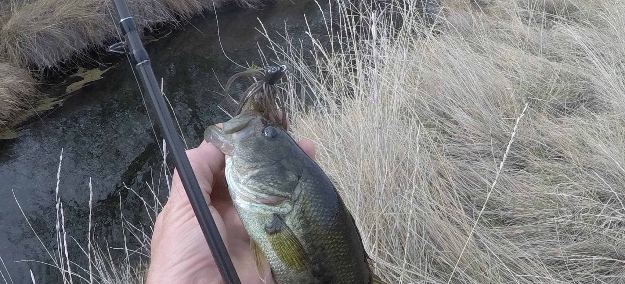 Chatterbait Setup - Why use a Chatterbait for Bass Fishing - Kraken Bass