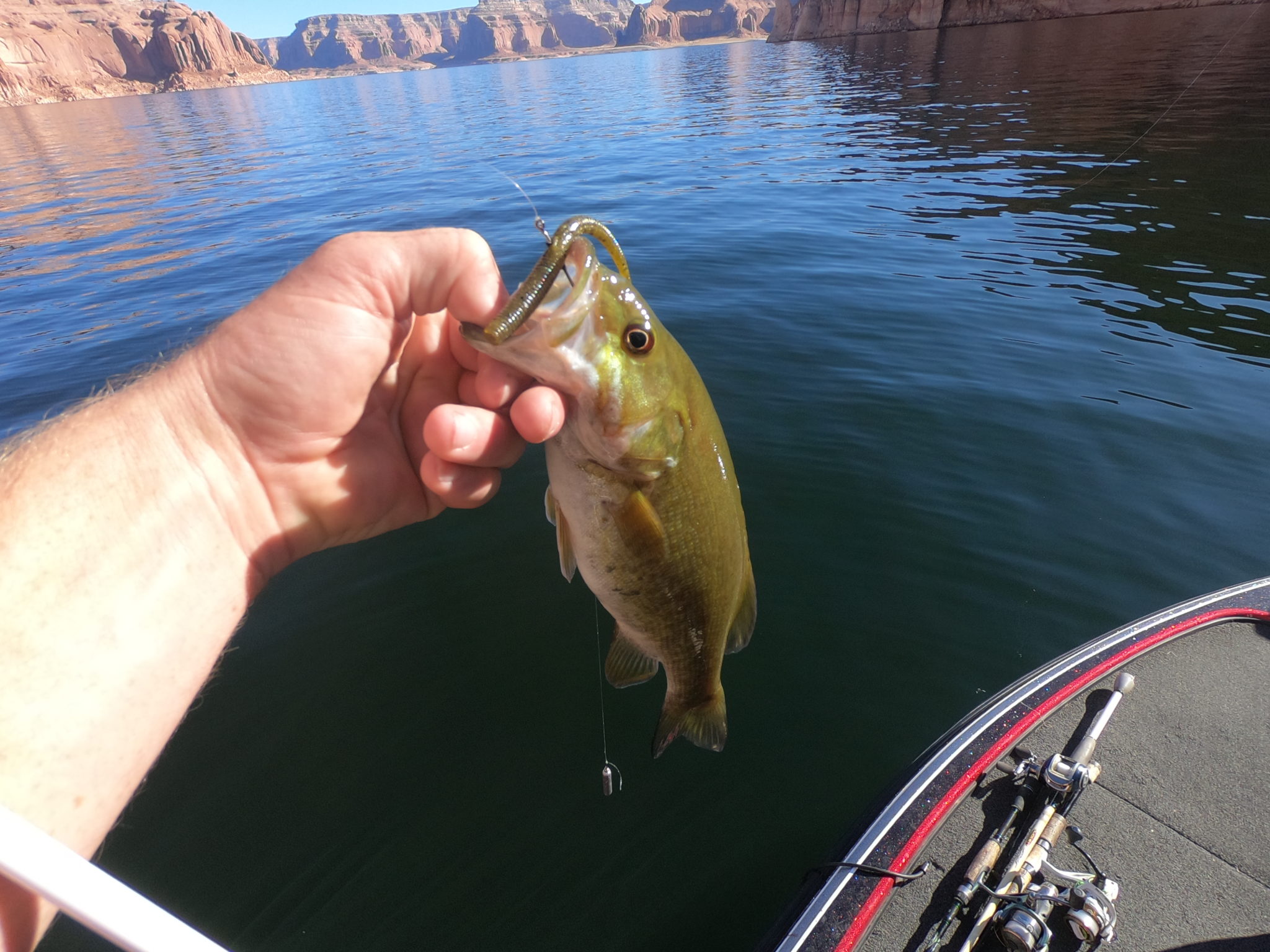 Lake Powell Fishing Tips - Fall Largemouth & Smallmouth Bass - Kraken Bass