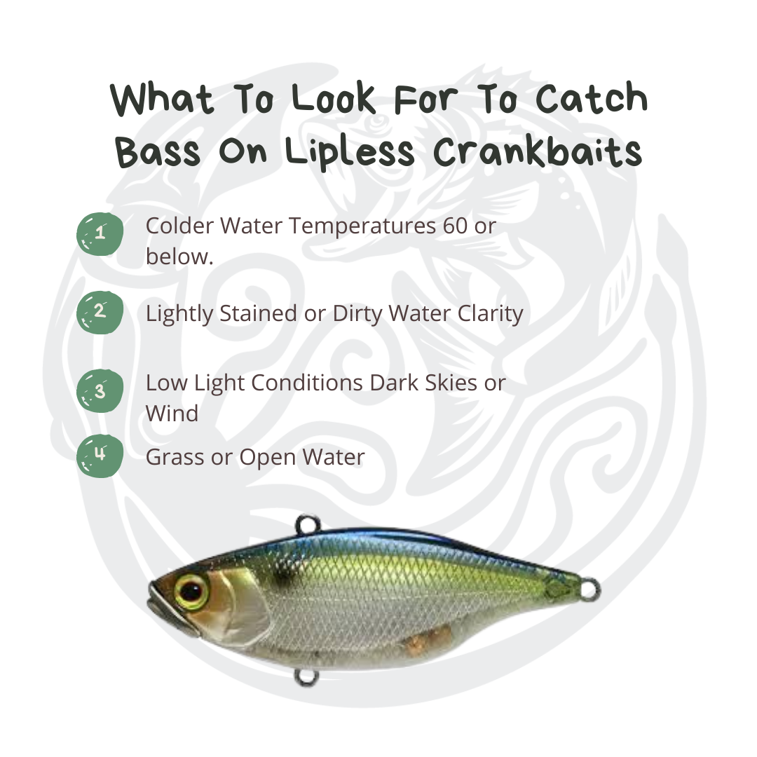 Lipless Crankbait: When They Catch Better Than Anything Else