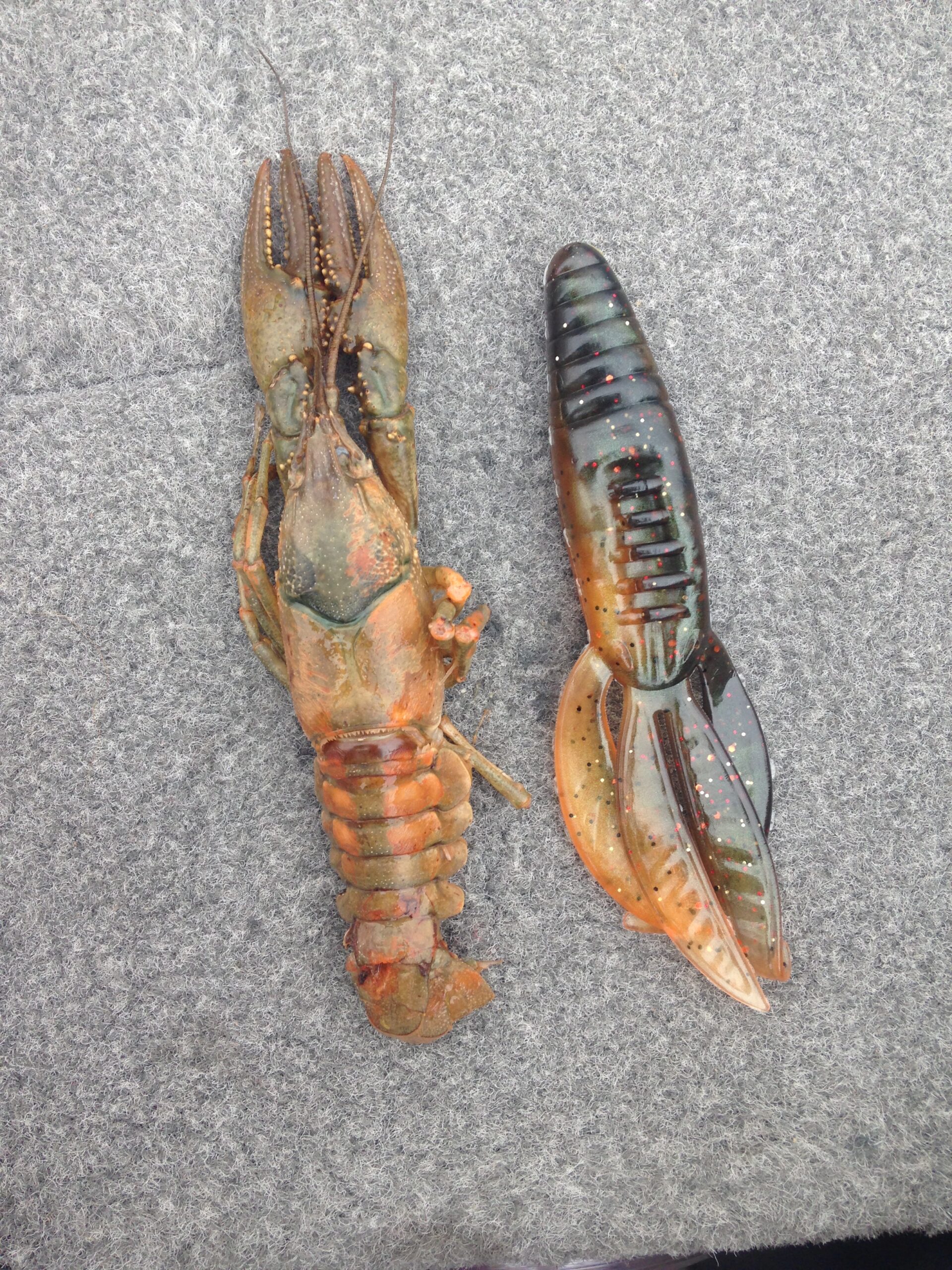 Lure Color Chart - Kraken Bass